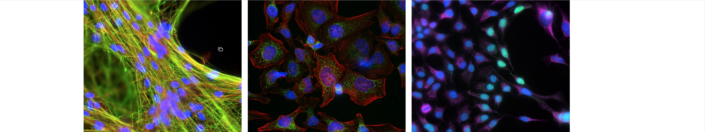 Grace Xiao Lab – UCLA