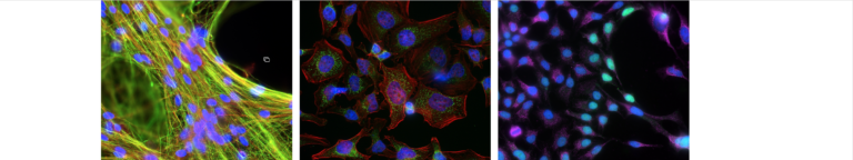Grace Xiao Lab – UCLA