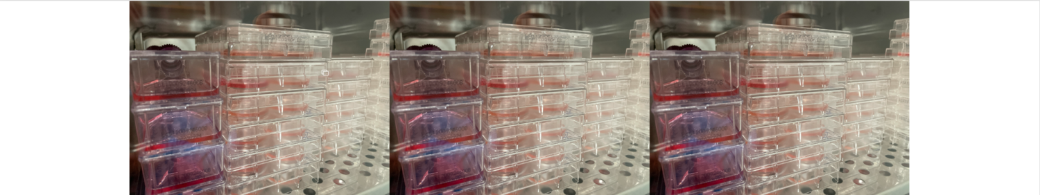 Grace Xiao Lab – UCLA