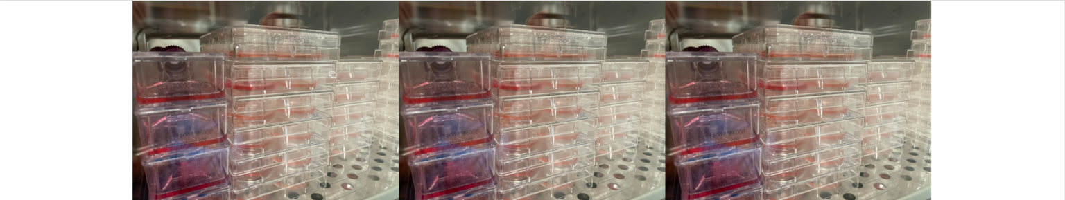 Grace Xiao Lab – UCLA