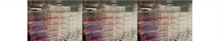 Grace Xiao Lab – UCLA