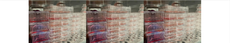 Grace Xiao Lab – UCLA